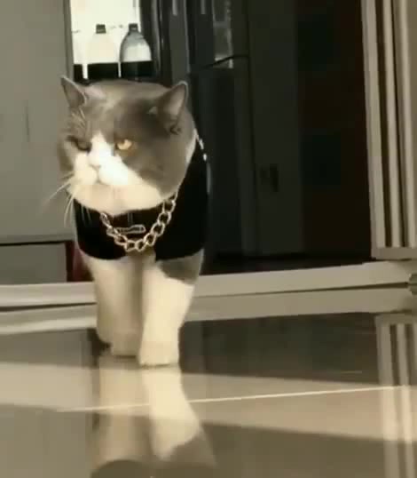 Like A Boss Cat Meme