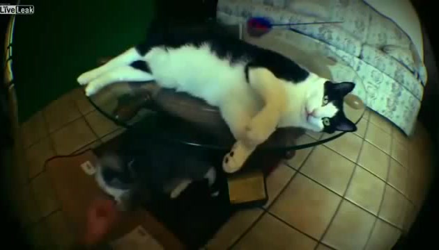 Explosive Cat Diarrhea