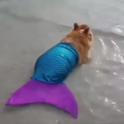 Mermaid Dog Memes Dog Power | Meme Sea Wiki | Fandom